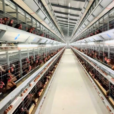 Quality Pig Farming Equipment manufacturer from China