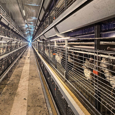 Quality Pig Farming Equipment manufacturer from China